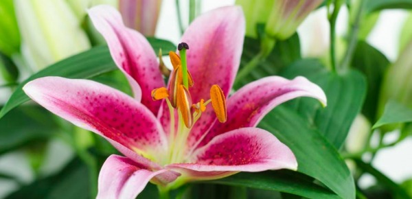 Bryony Glass Photography